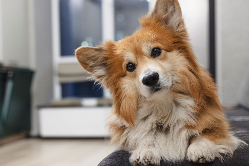 Are Collagen Sticks Healthy for Dogs? – Natural Farm Shop Australia