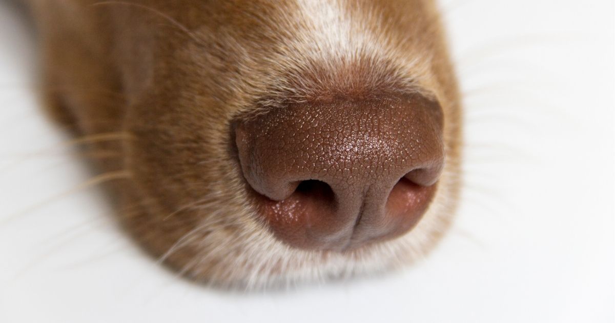 Sniff Out the Hidden Truth of Your Dog’s Secret Smelling Ability ...